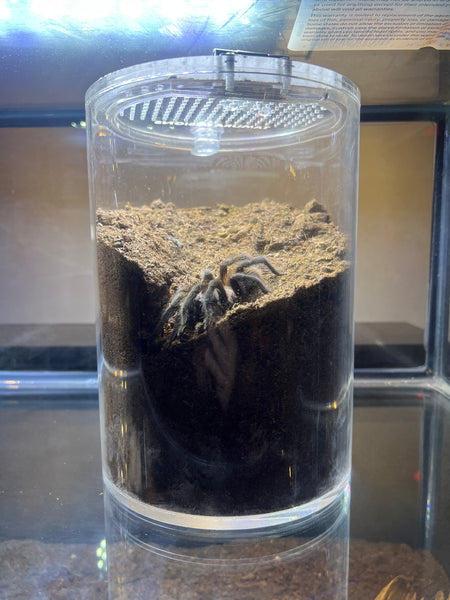 Fossorial Tube 6” $64.99 – Tamura-designs